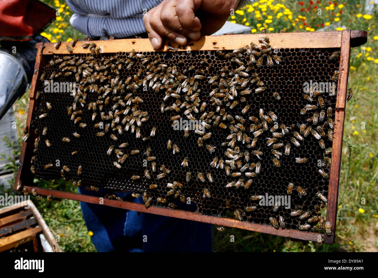 Beekeepers hive gaza hi-res stock photography and images - Alamy