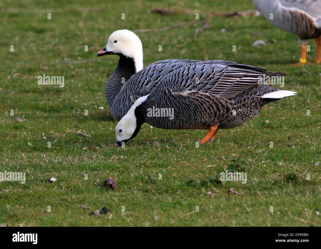 Emperor geese hi-res stock photography and images - Alamy
