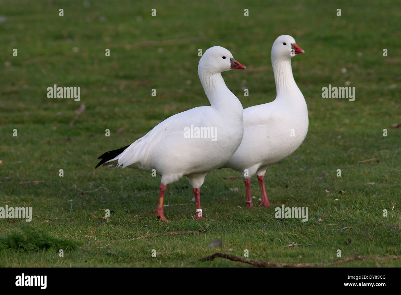 Chen caerulescens hi-res stock photography and images - Alamy