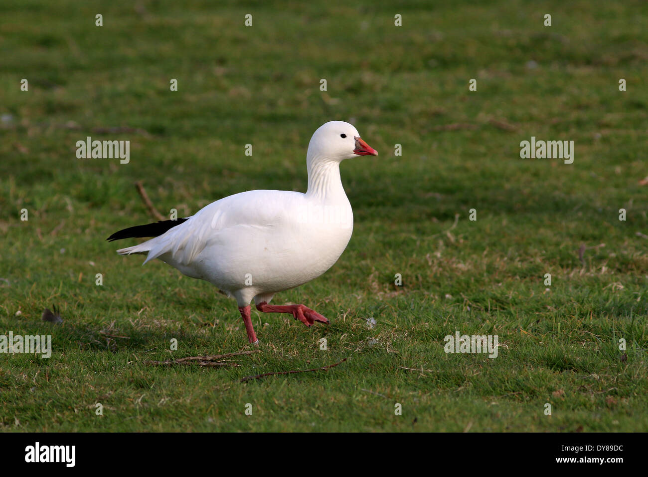 Female snow goose hi-res stock photography and images - Alamy