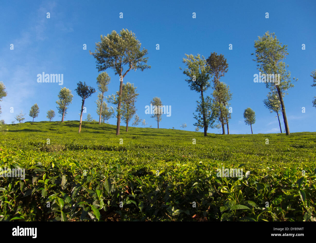 Valparai tea estate hi-res stock photography and images - Alamy
