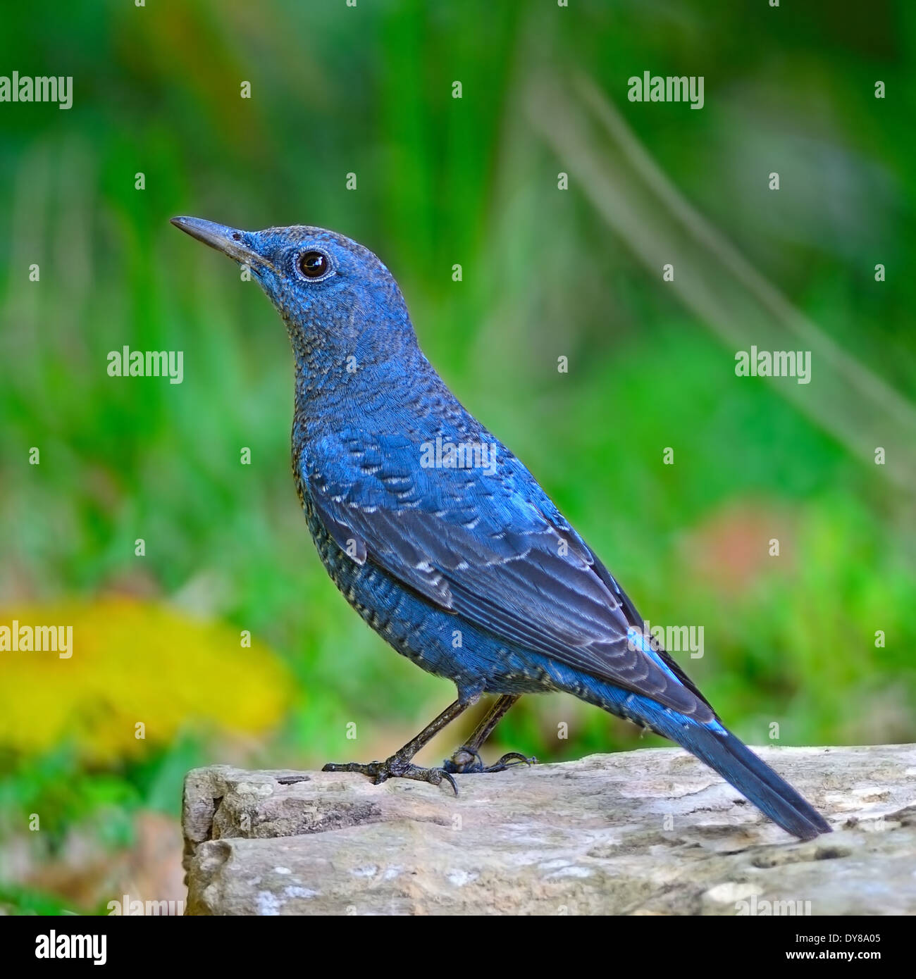 Blue bird, Blue Rock Thrush (Monticola solitarius), standing on the log ...