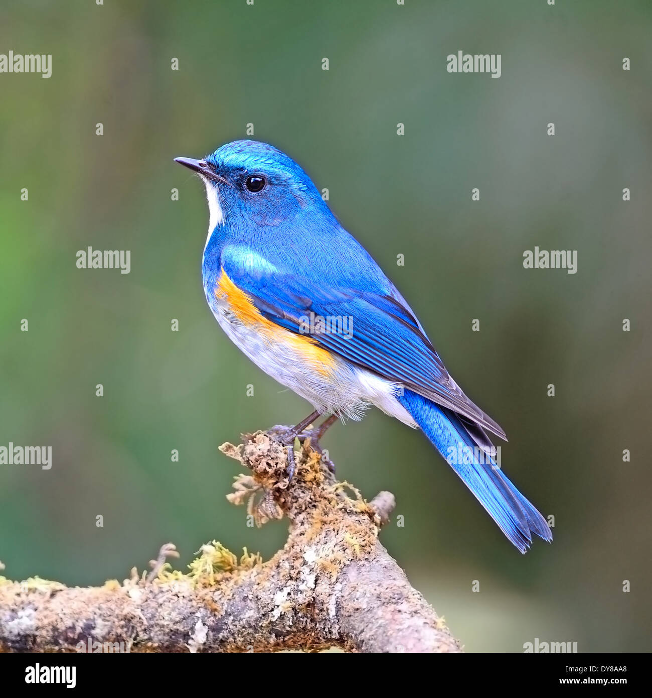 Blue bird, male Himalayan Bluetail (Tarsiger rufilatus), standing on a ...