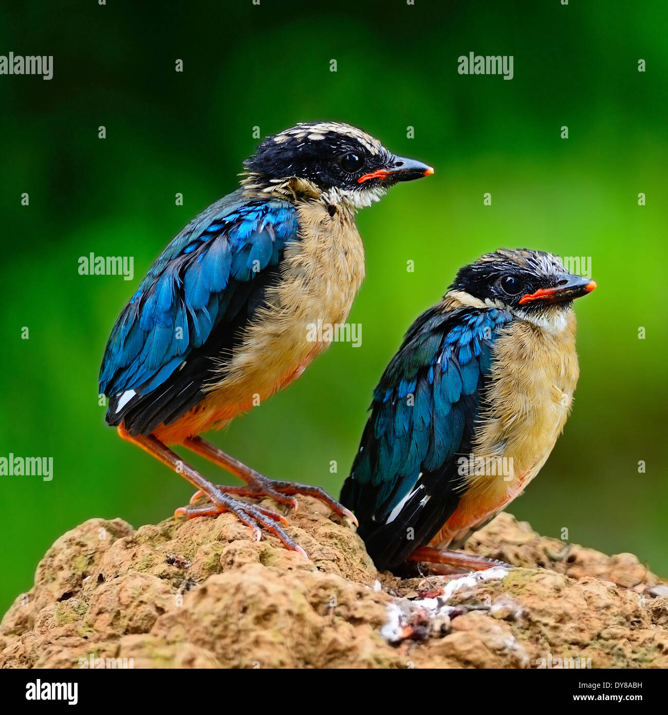 Colorful pitta of juvenile Blue-winged Pitta (Pitta moluccensis), side ...