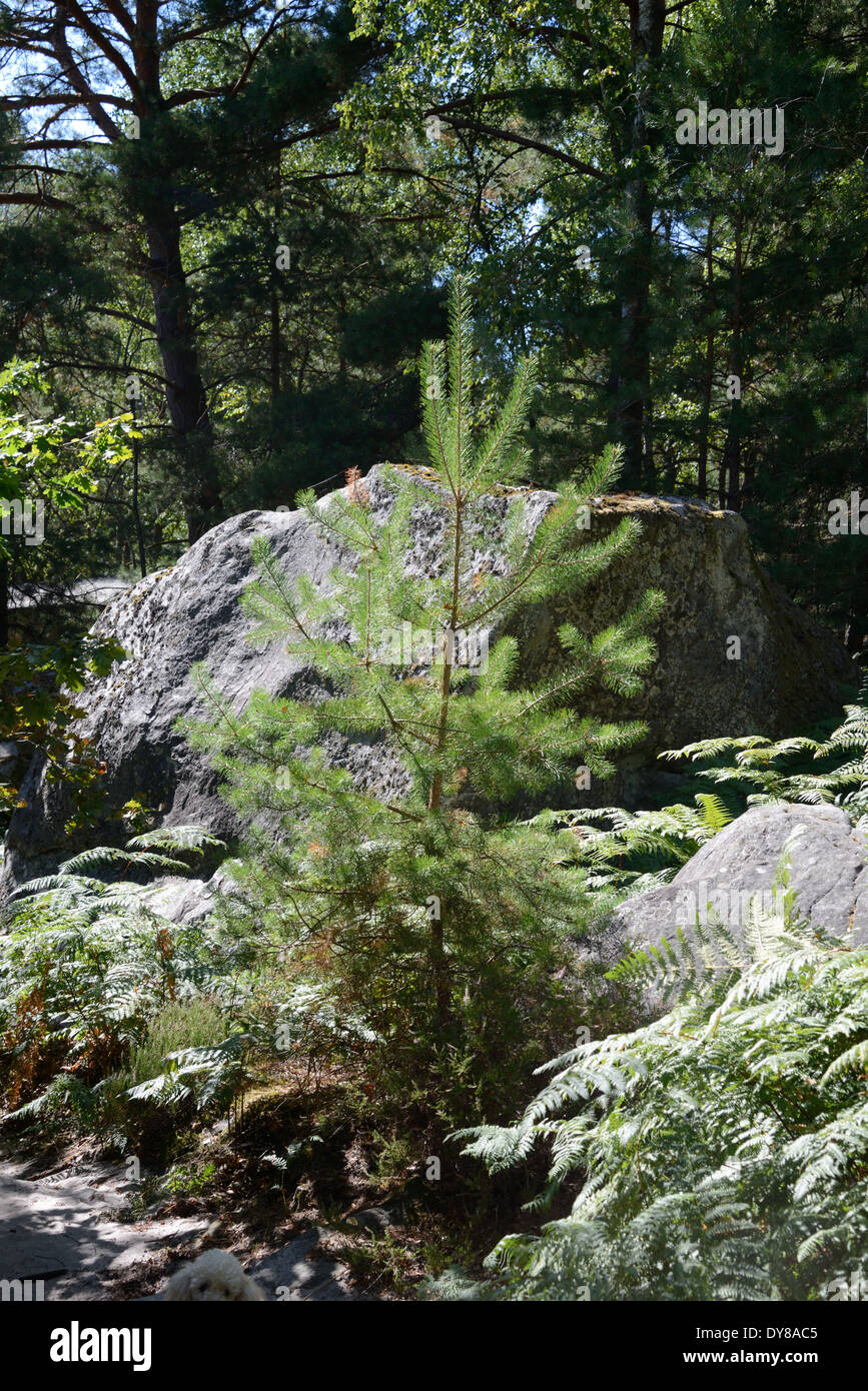 Pine tree by the walking path Stock Photo - Alamy