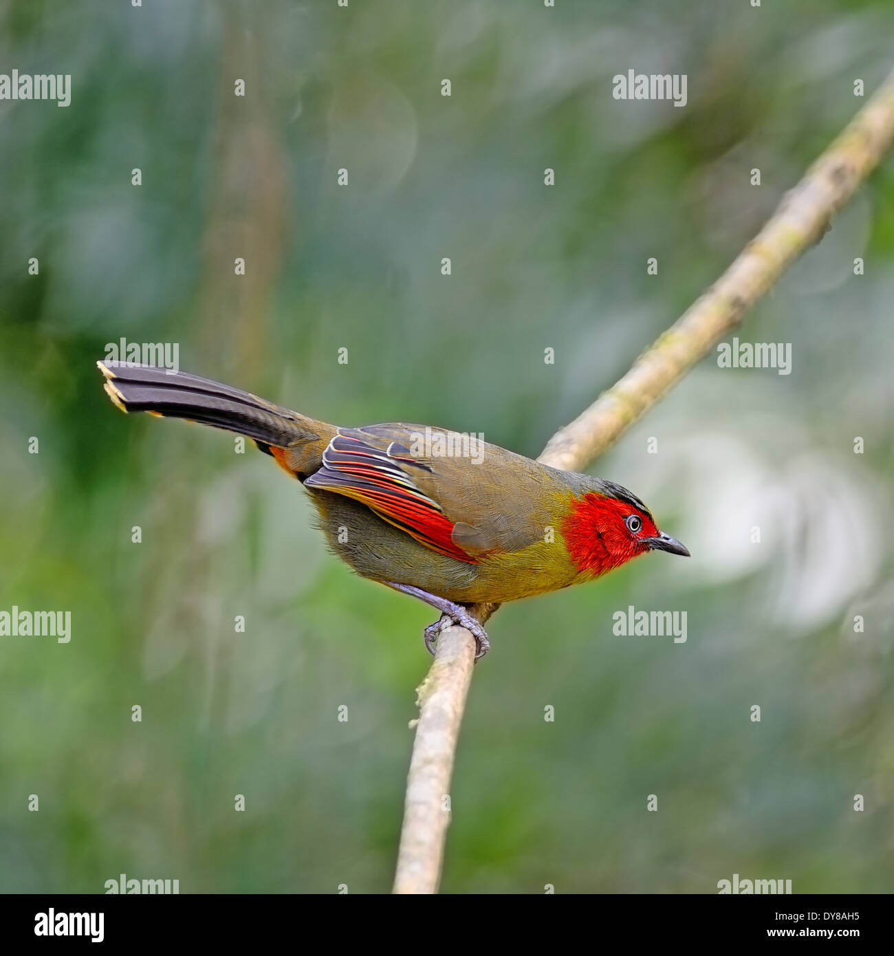 Colorful bird, Scarlet-faced Liocichla (Liocichla ripponi Stock Photo ...