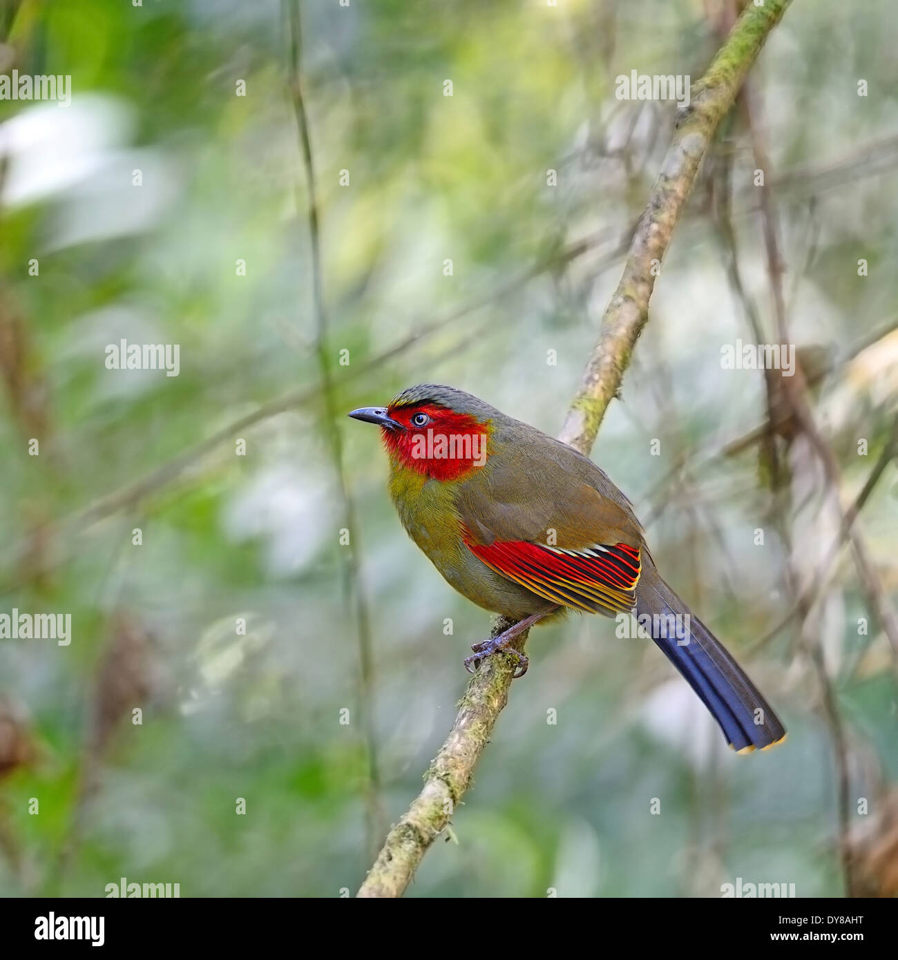 Colorful bird, Scarlet-faced Liocichla (Liocichla ripponi) on a branch ...