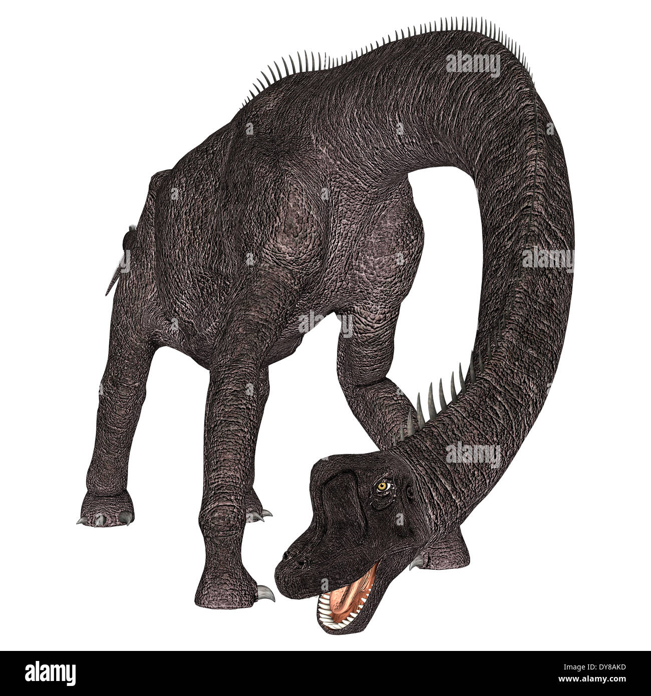 3D digital render of a dinosaur Brachiosaurus isolated on white ...