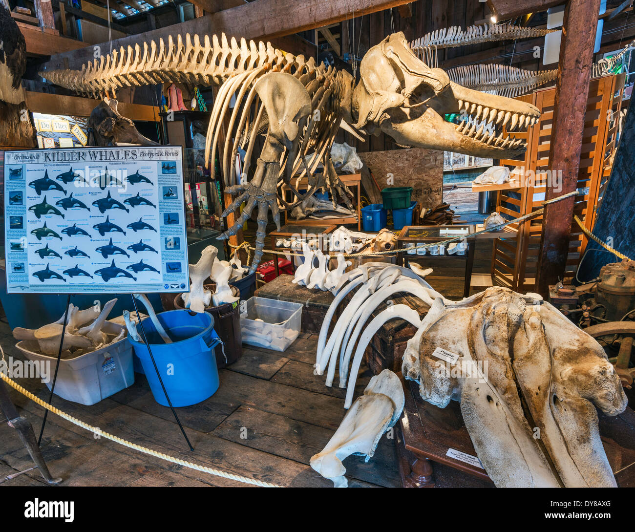 Whale skeleton hi-res stock photography and images - Alamy