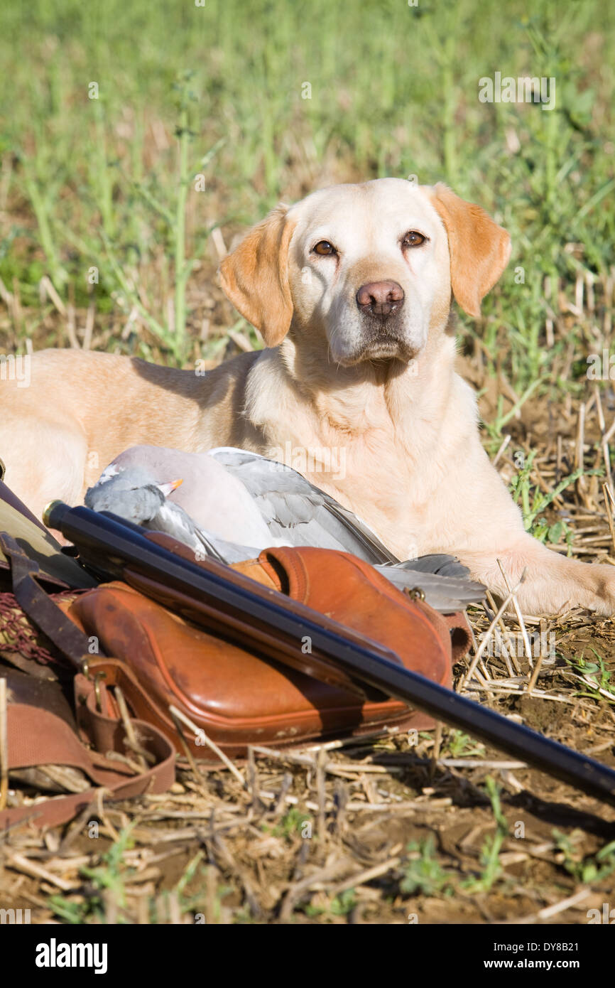 A yellow Labrador Retriever working dog laying in a field of Oilseed ...
