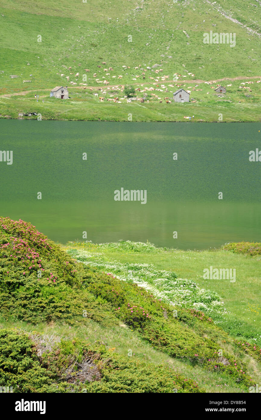 Switzerland, Ticino, Ritom, Piora, lake, Cadagno, meadow, green Stock ...