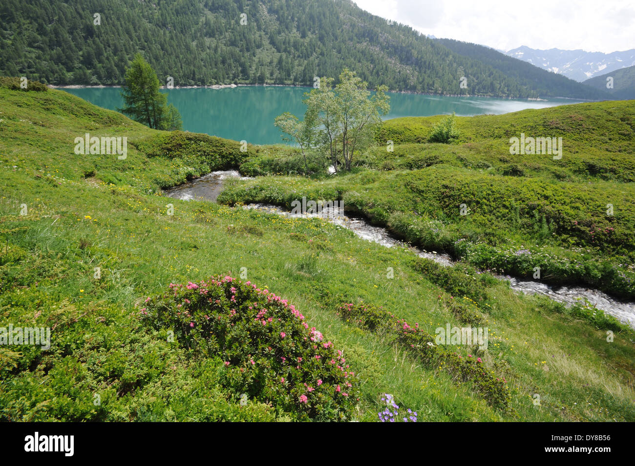 Switzerland, Ticino, Ritom, Piora, lake, green, Alpine roses Stock ...