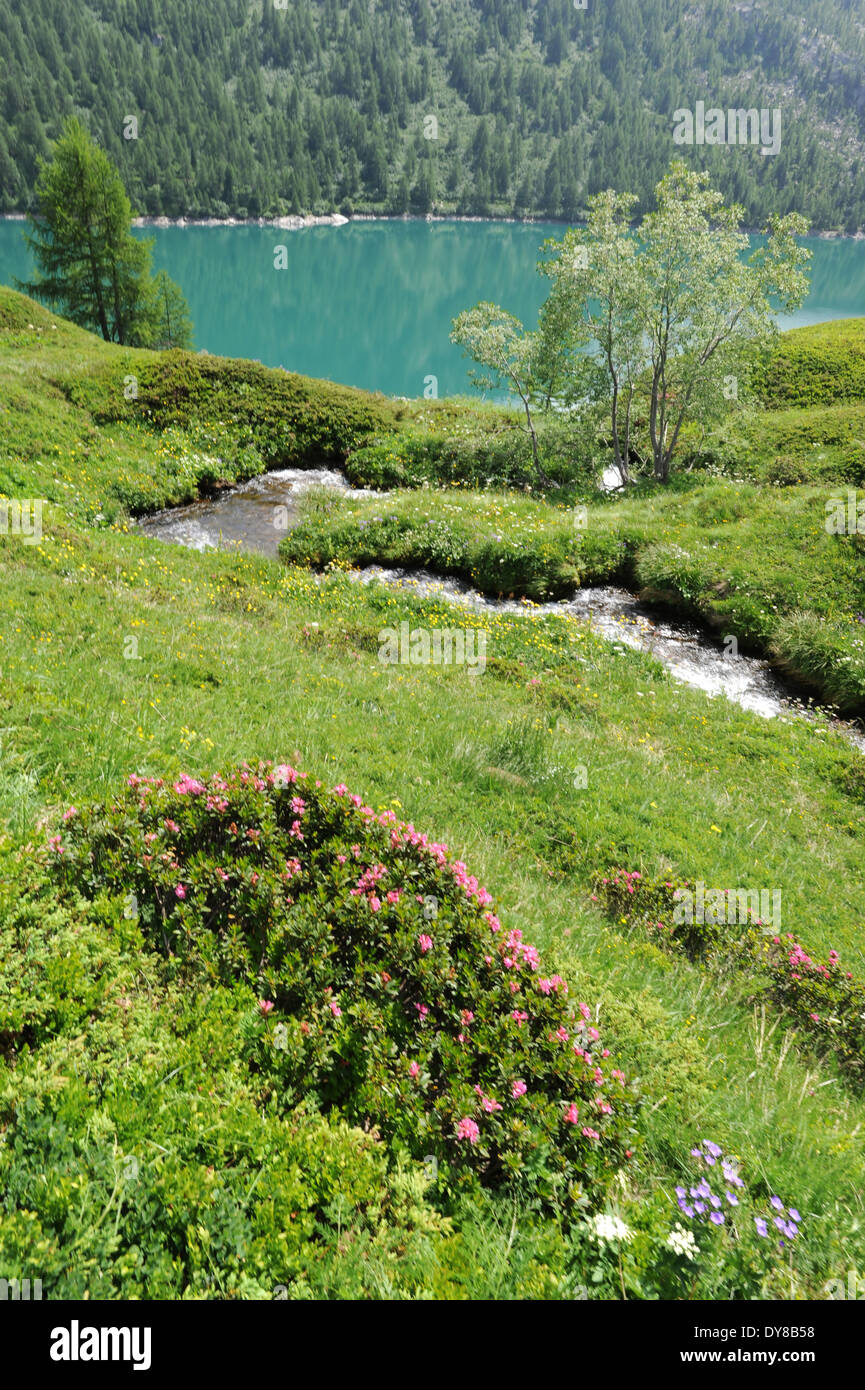 Switzerland, Ticino, Ritom, Piora, lake, green, Alpine roses Stock ...