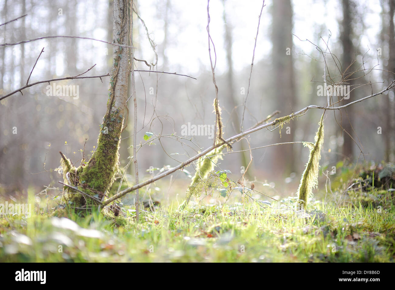 Twigs, branched and grass in British woodland Stock Photo - Alamy