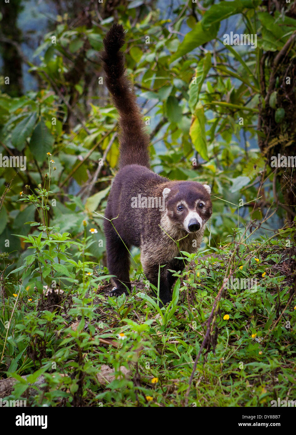 Coati emerges from cloud forest La Fortuna, Costa Rica, Central America ...