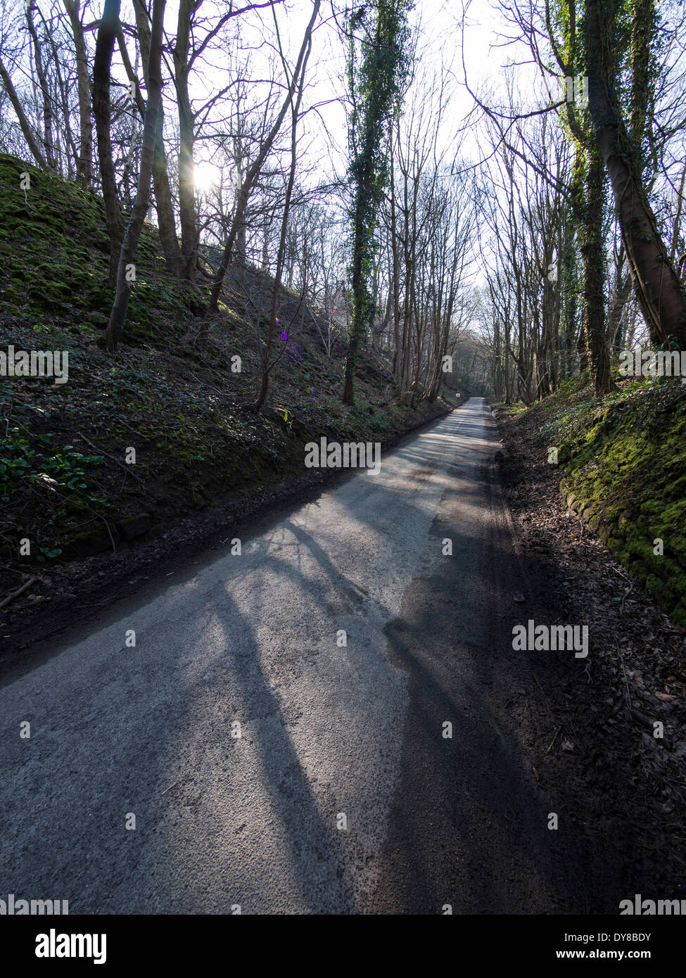 road through woodland, Derbyshire,Uk Stock Photo - Alamy