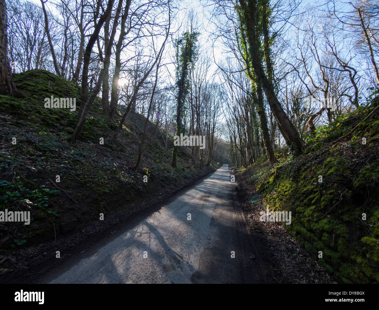 road through woodland, Derbyshire,Uk Stock Photo - Alamy
