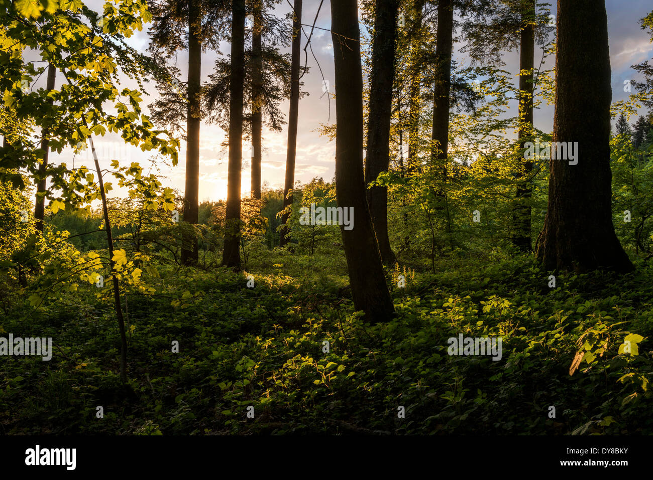 Beam of light hi-res stock photography and images - Alamy