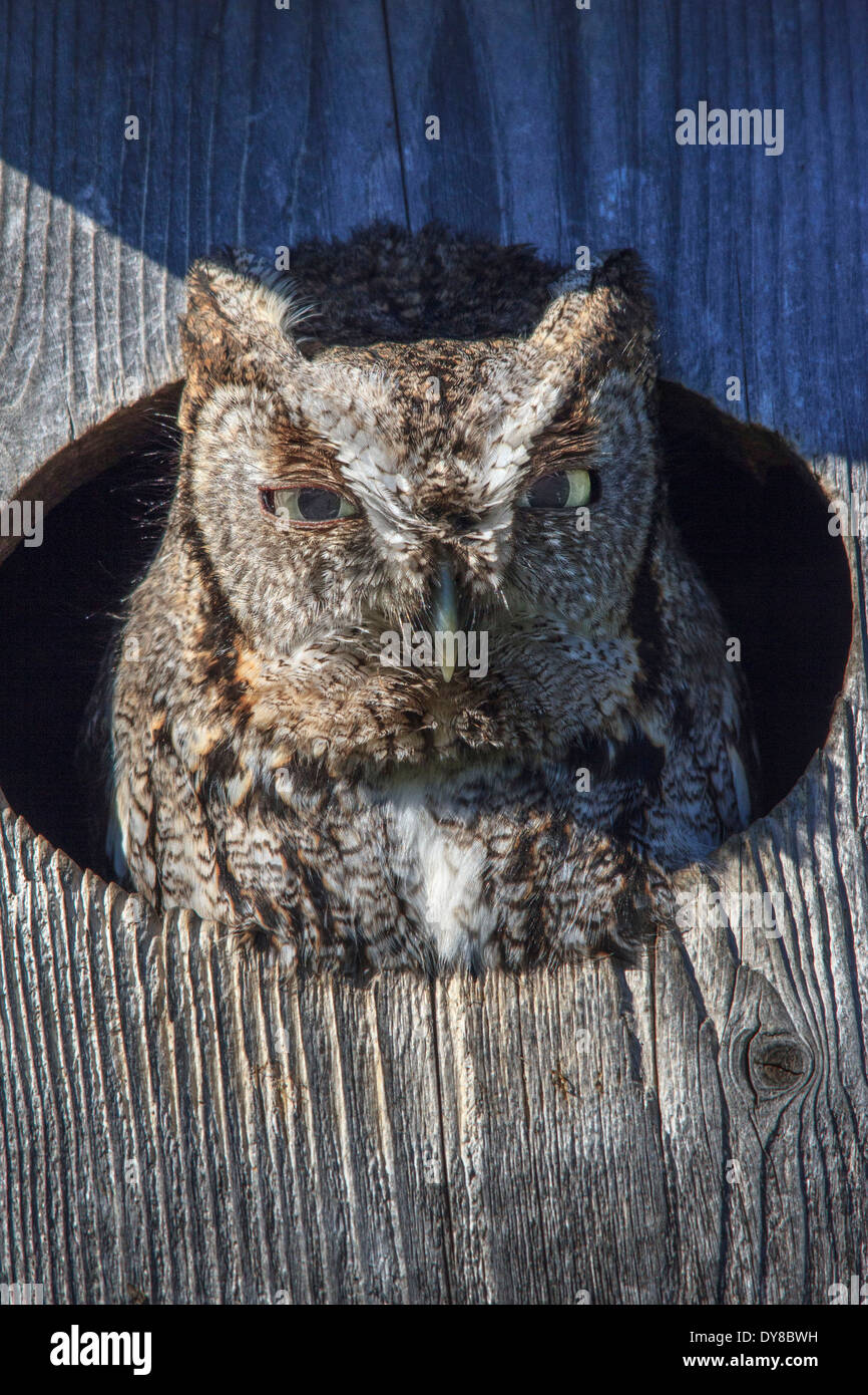 birds of prey Duck Creek Eastern Screech Owl gray morph Gray-phase ...