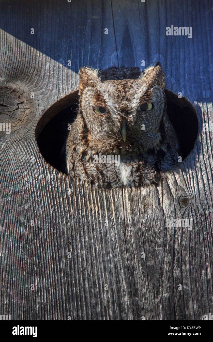 birds of prey Duck Creek Eastern Screech Owl gray morph Gray-phase ...