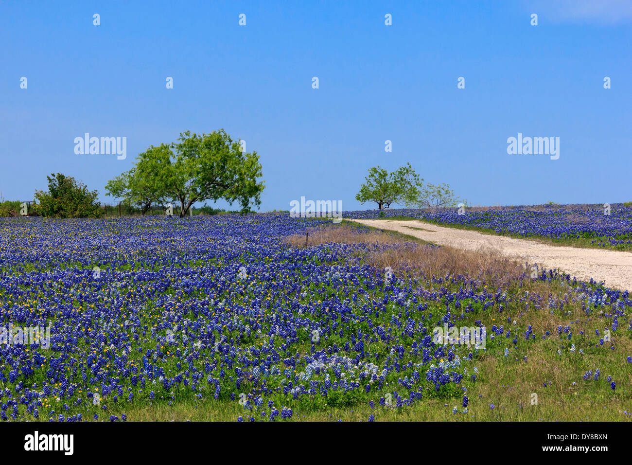 Bluebonnets hi-res stock photography and images - Alamy