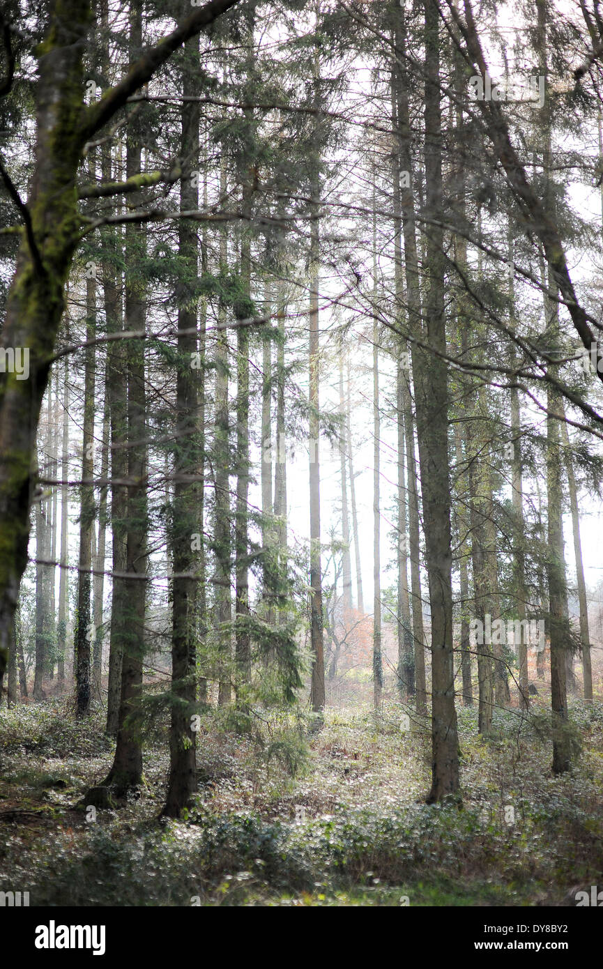 Tall spruce evergreen trees in British woodland Stock Photo - Alamy