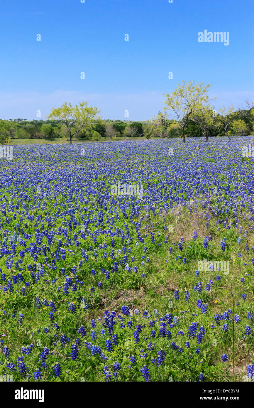 Bluebonnets hi-res stock photography and images - Alamy