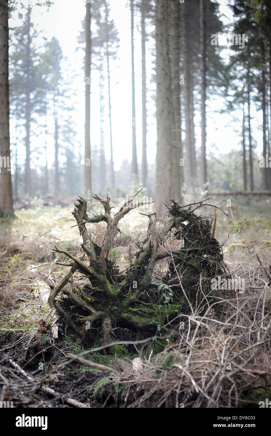 Tree stump and roots in woodland Stock Photo - Alamy