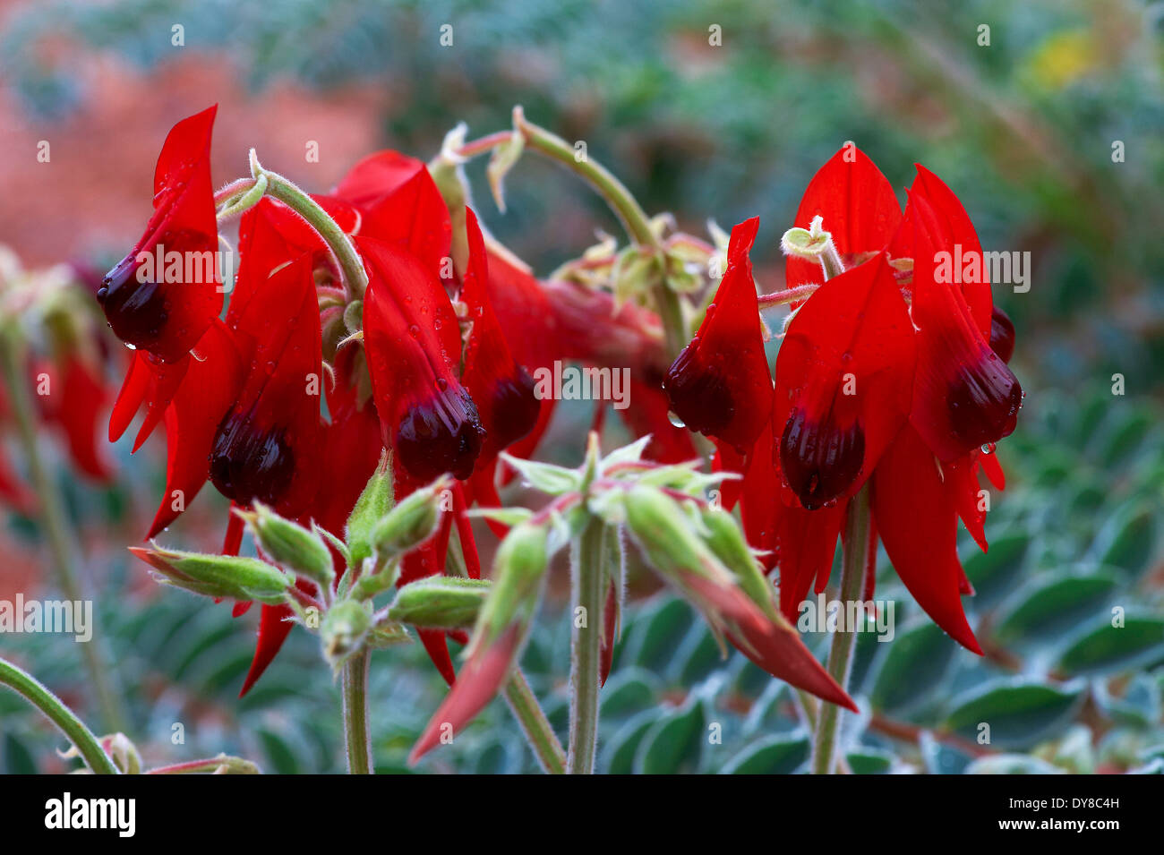 Sturts desert pea hi-res stock photography and images - Alamy