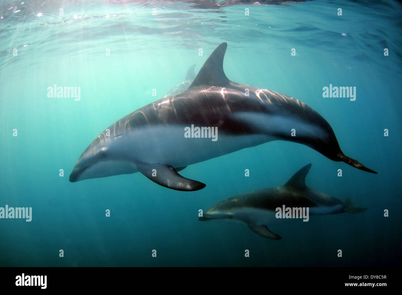 Dolphin duo hi-res stock photography and images - Alamy