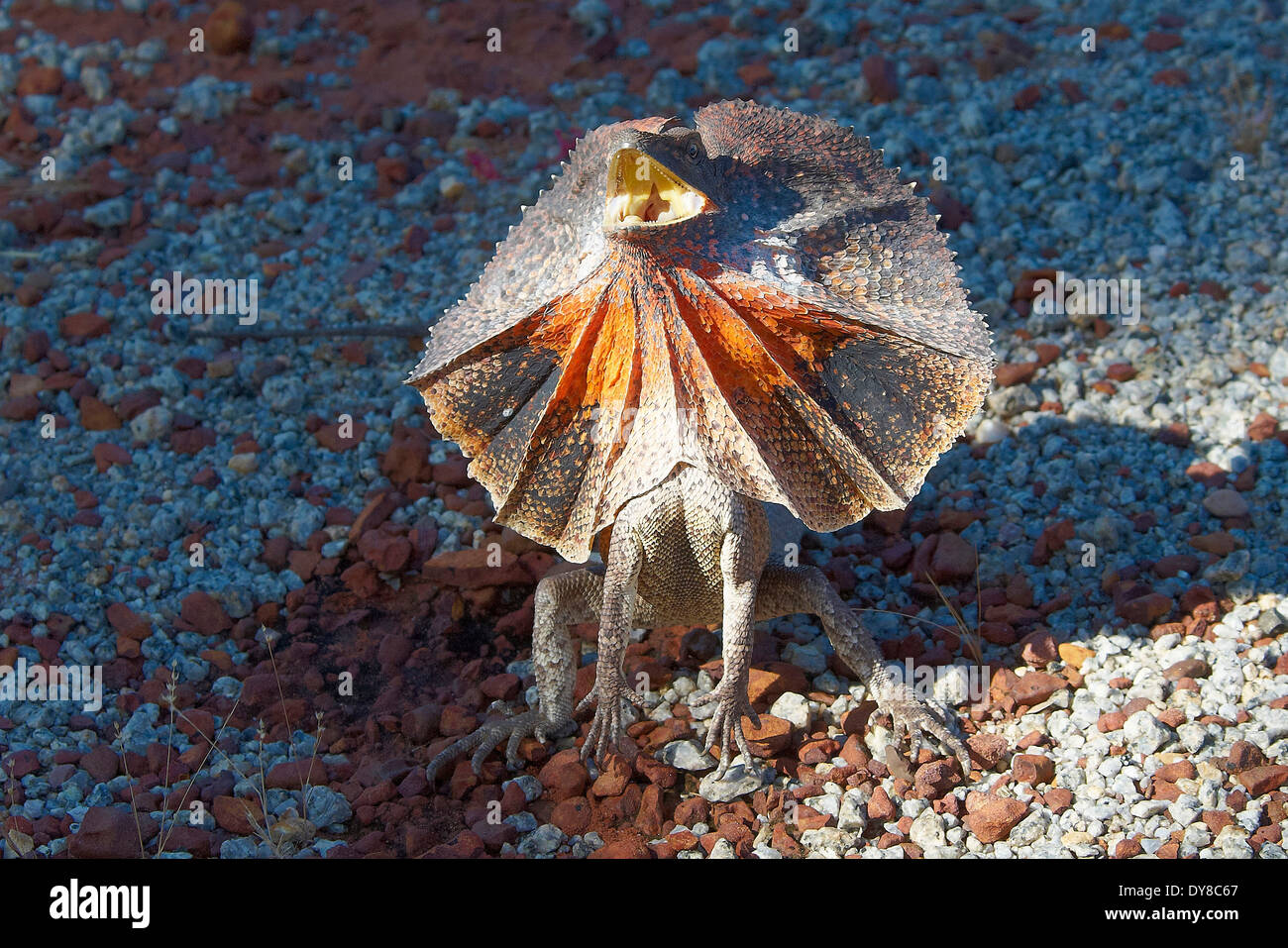 Frilled lizard hi-res stock photography and images - Alamy