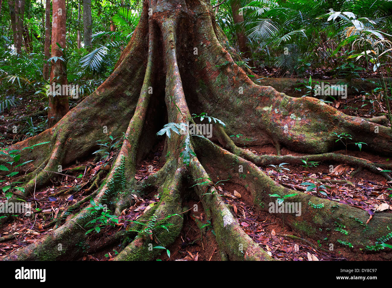 Australia, Daintree, national park, Queensland, rain forest, tree ...
