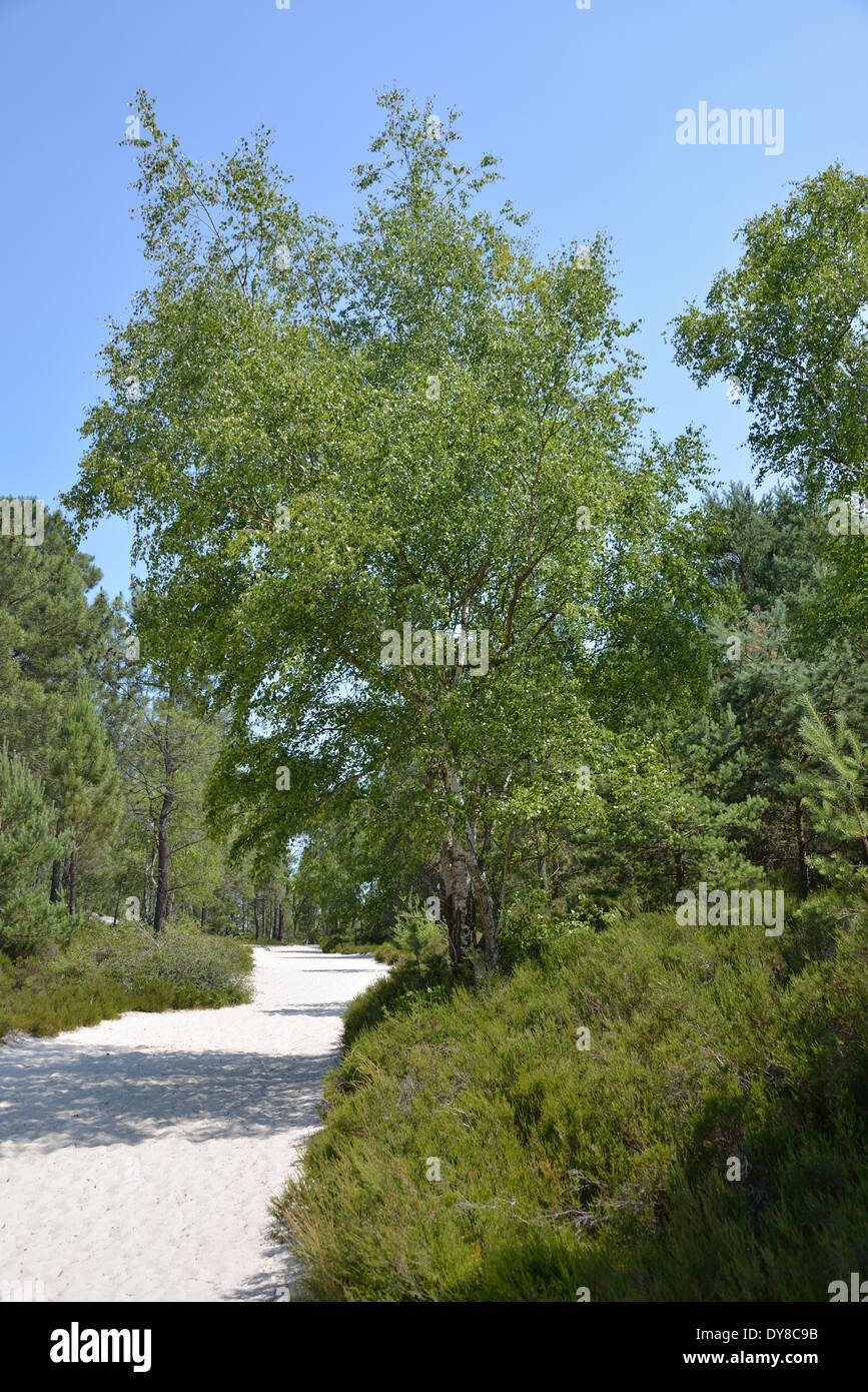 Forest sand walk Stock Photo - Alamy