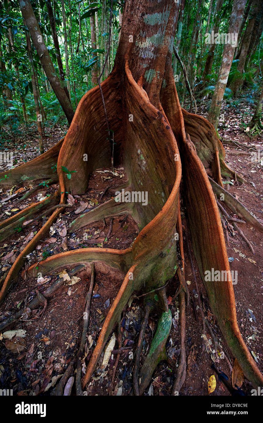 Rain forest tree hi-res stock photography and images - Alamy