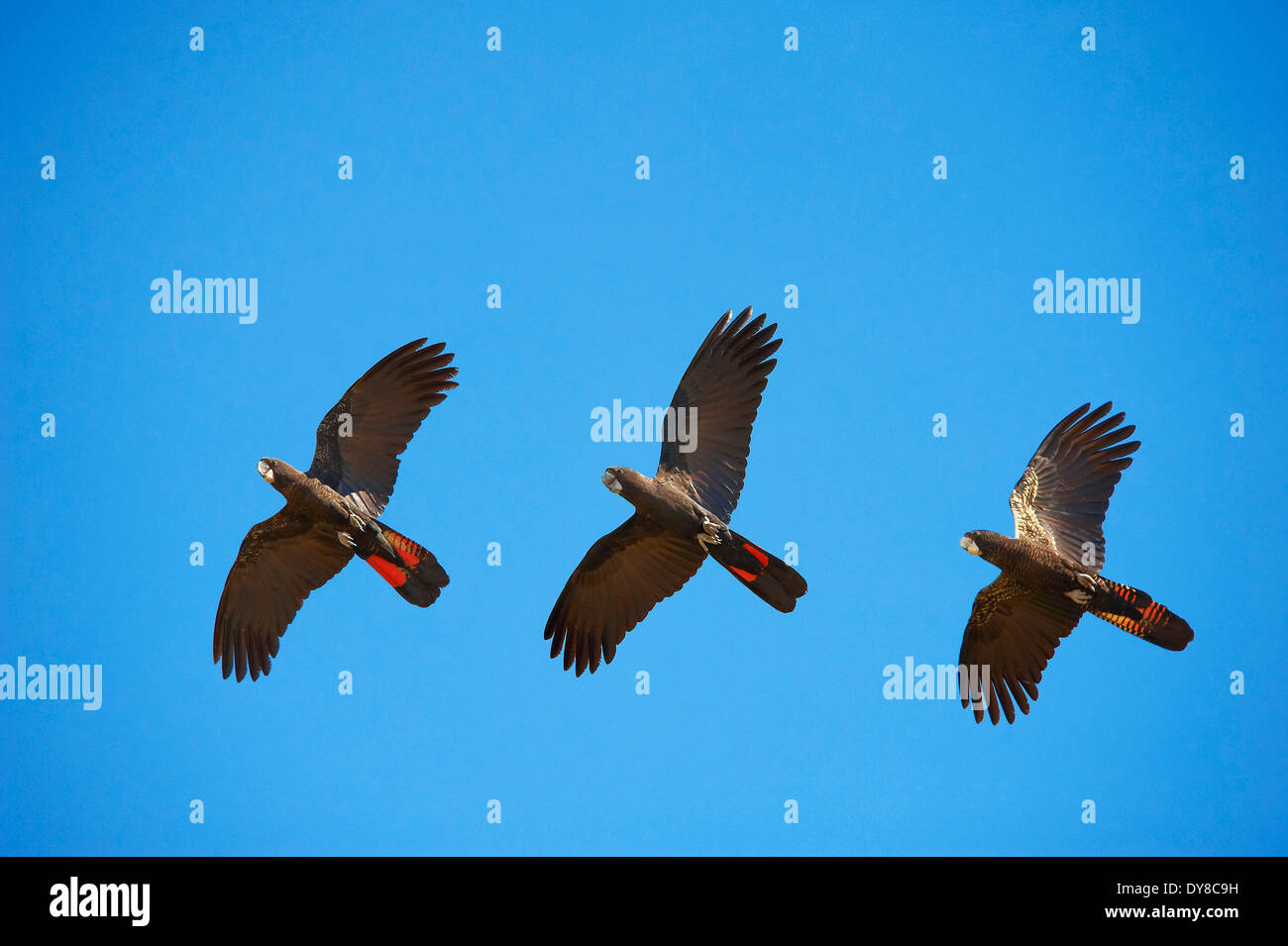 Australia, Black cockatoo, Cairns, Queensland, animal, birds, cockatoo ...