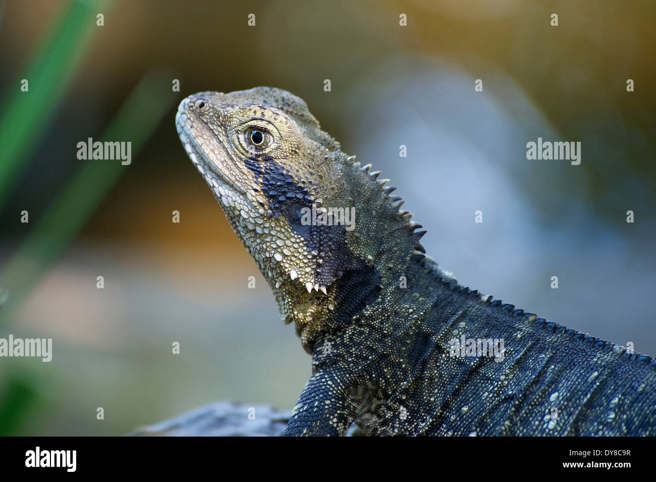 Australia, Hartley's Crocodile, Lizard, Queensland, animal, saurian ...