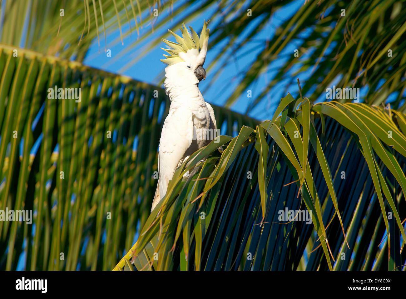 Australia, cockatoo, white, Queensland, animal, birds, Whitsunday ...