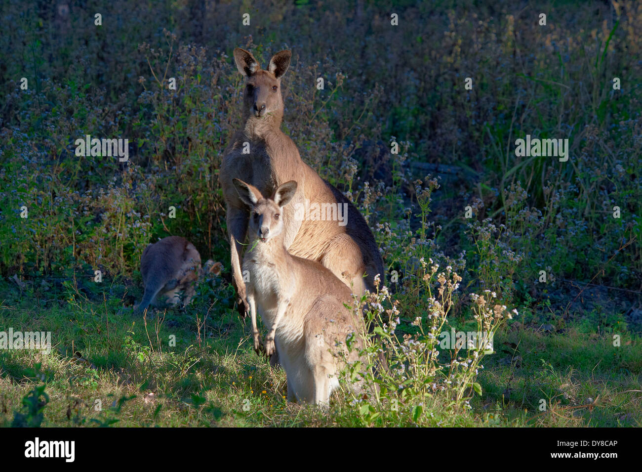 Australia, Carnarvon, national park, kangarooes, Queensland, animal ...