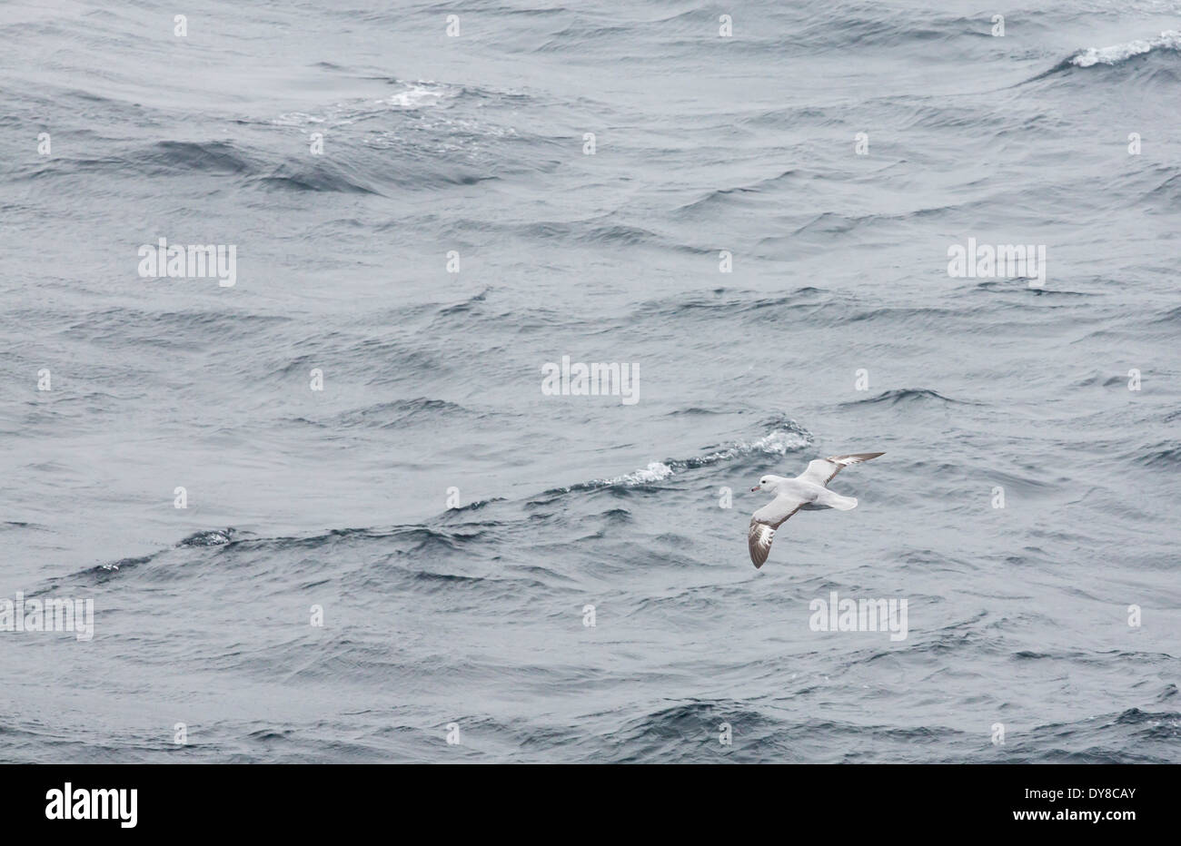 A Southern Fulmar, Fulmarus glacialoides flying off the Antarctic ...