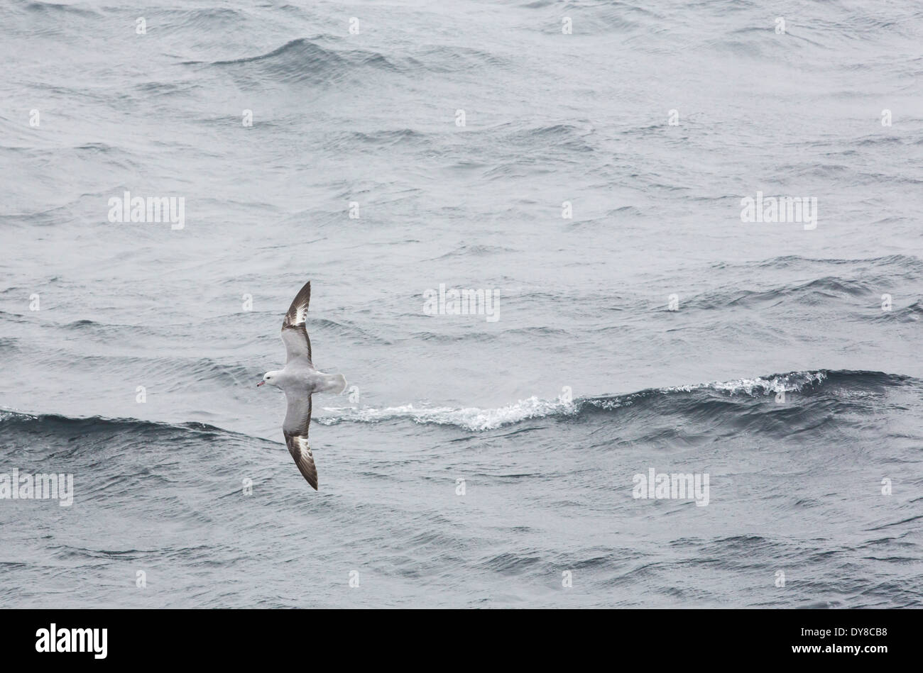 A Southern Fulmar, Fulmarus glacialoides flying off the Antarctic ...