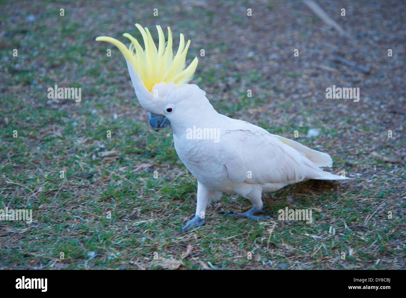 Australia, Cania Gorge, national park, cockatoo, white, Queensland ...