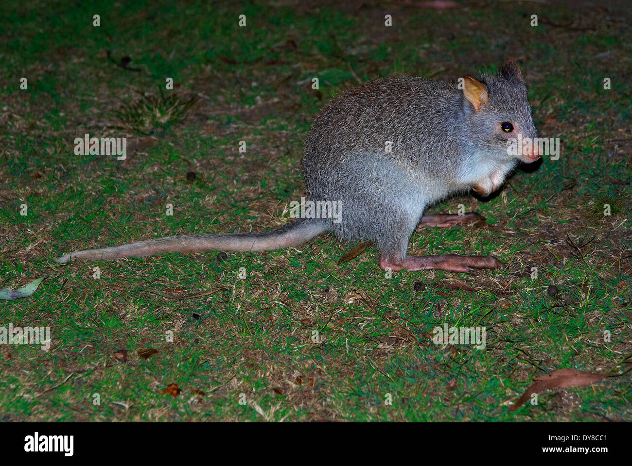 Bettong, australia hi-res stock photography and images - Alamy