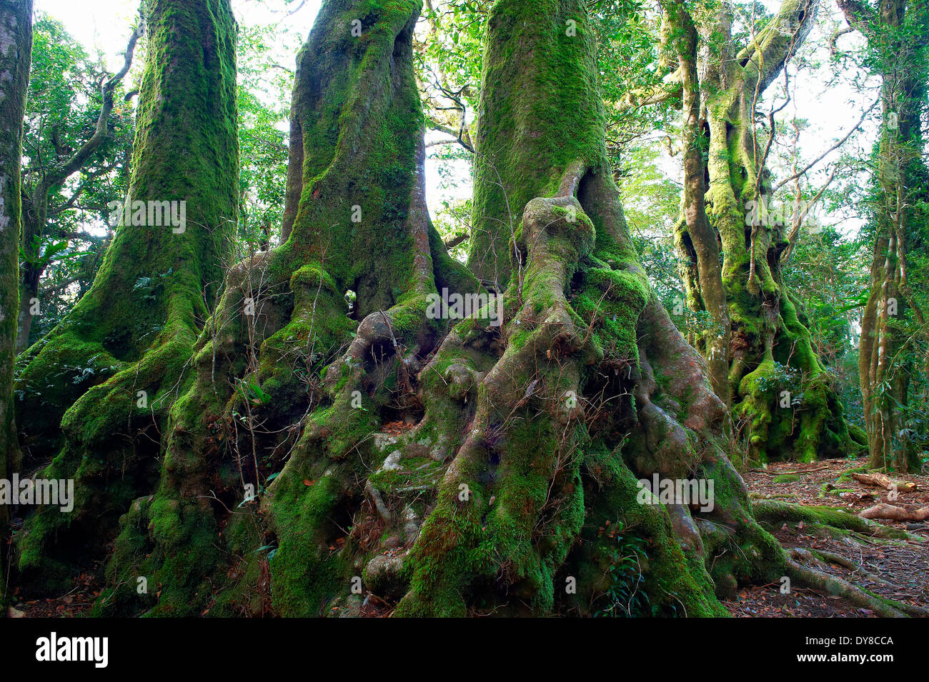 Springbrook National Park High Resolution Stock Photography and Images ...