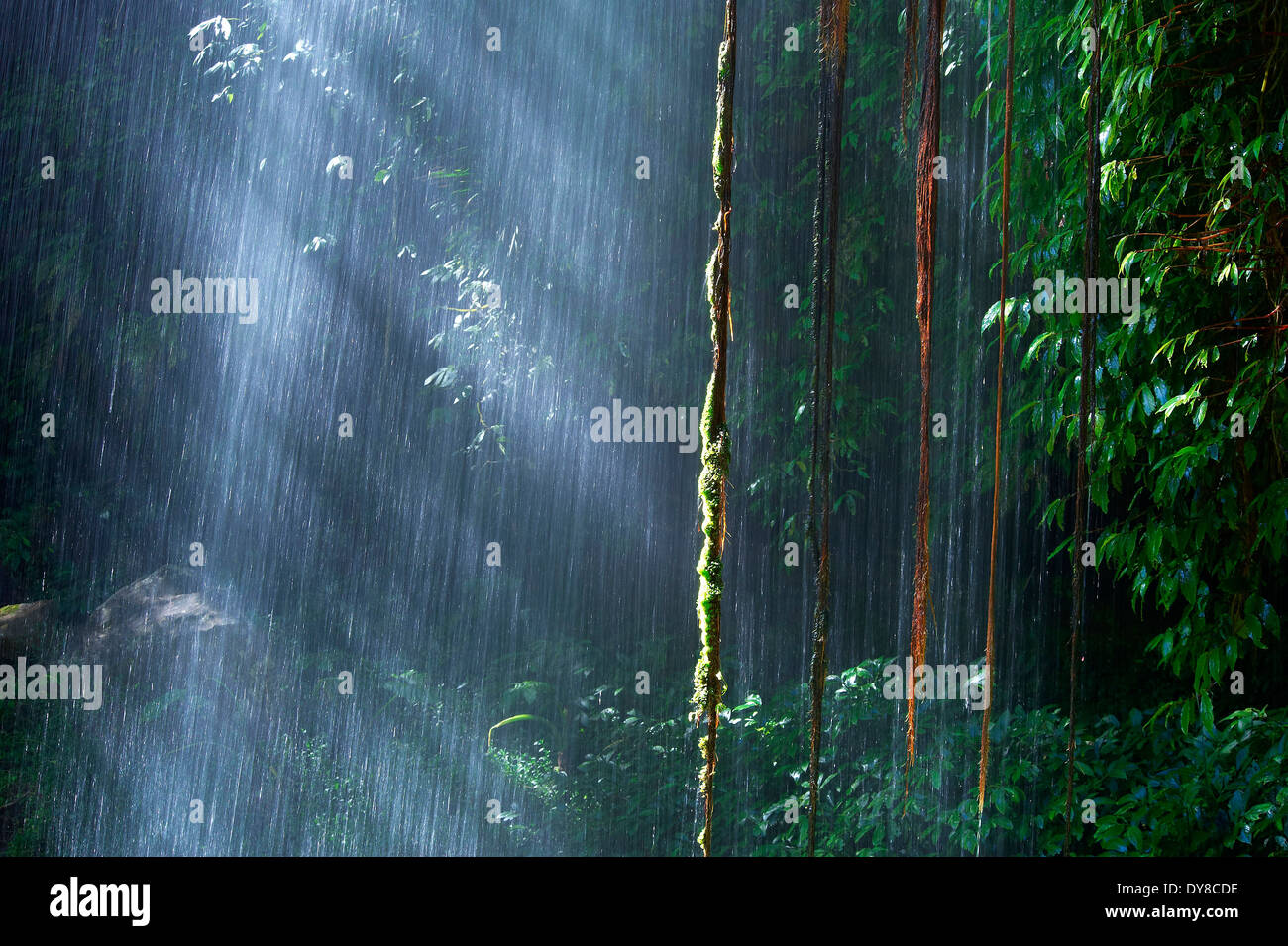 Australia, Dorrigo, national park, back light, New South Wales ...