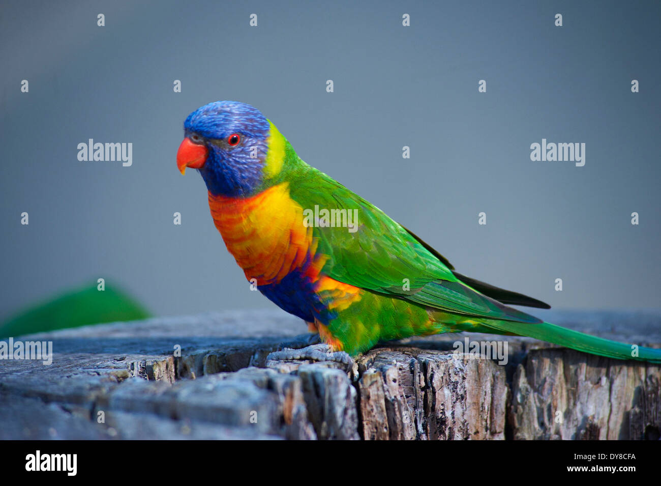 Australia, Booderee, national park, New South Wales, parrots, animal ...
