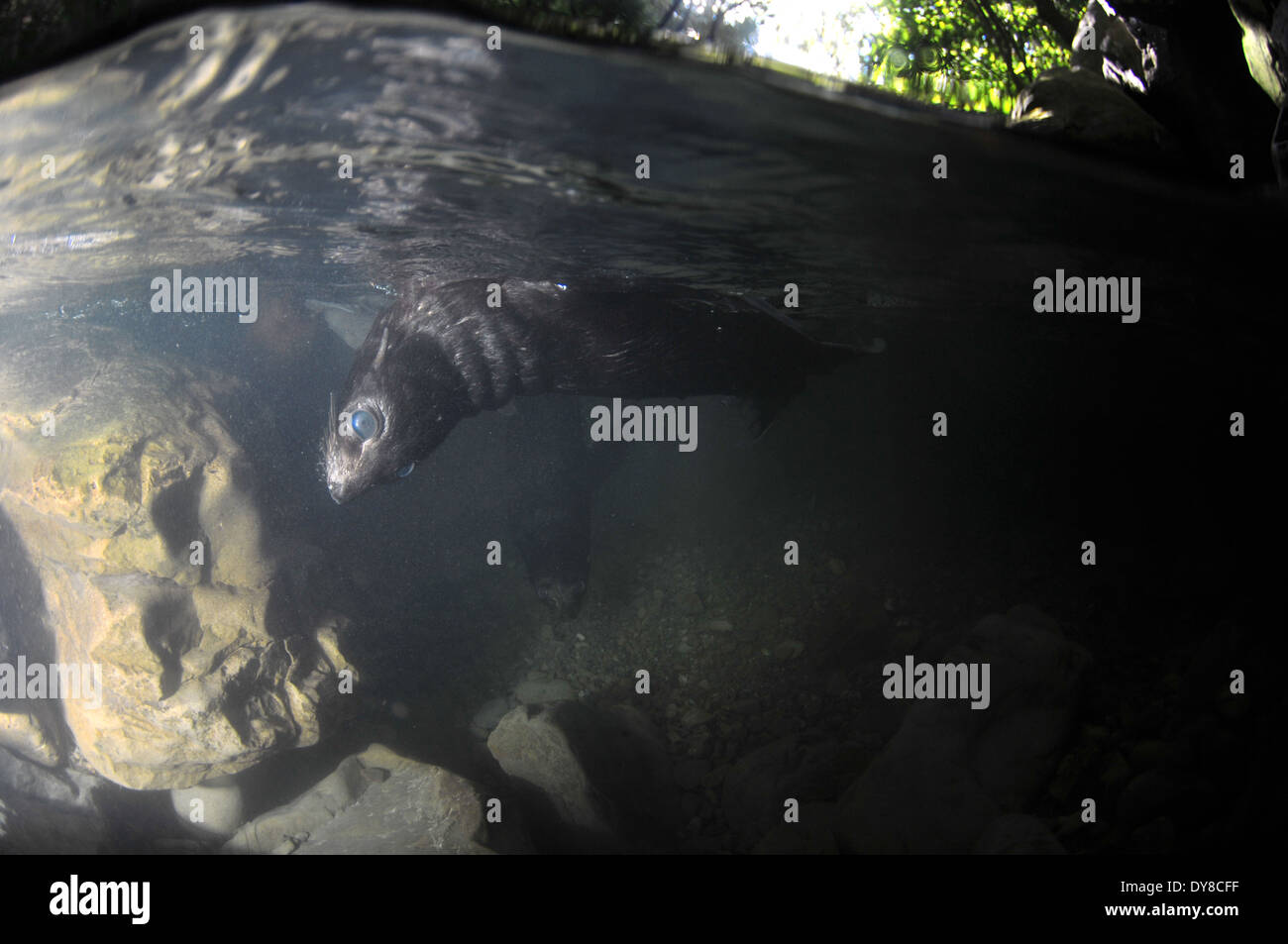 Split image of New Zealand fur seal pups, Arctocephalus forsteri, in ...