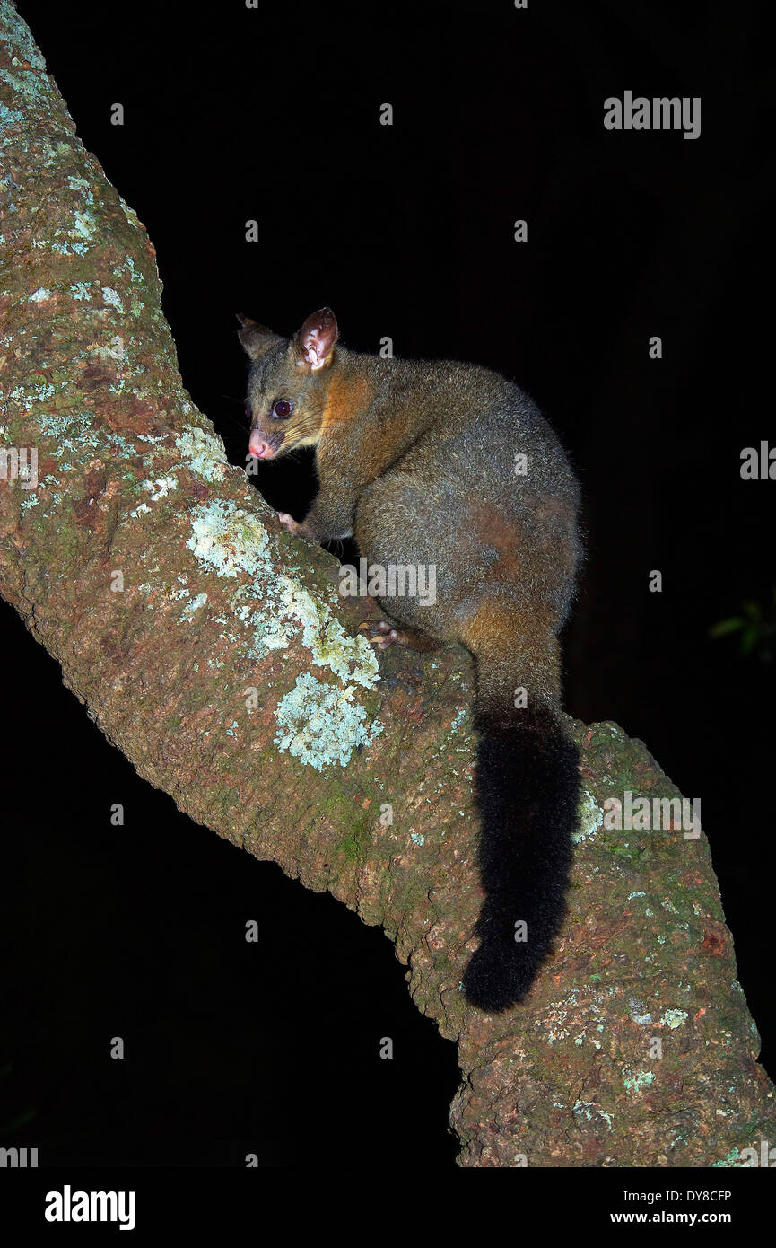 Australia, Booderee, national park, New South Wales, Possum, animal ...