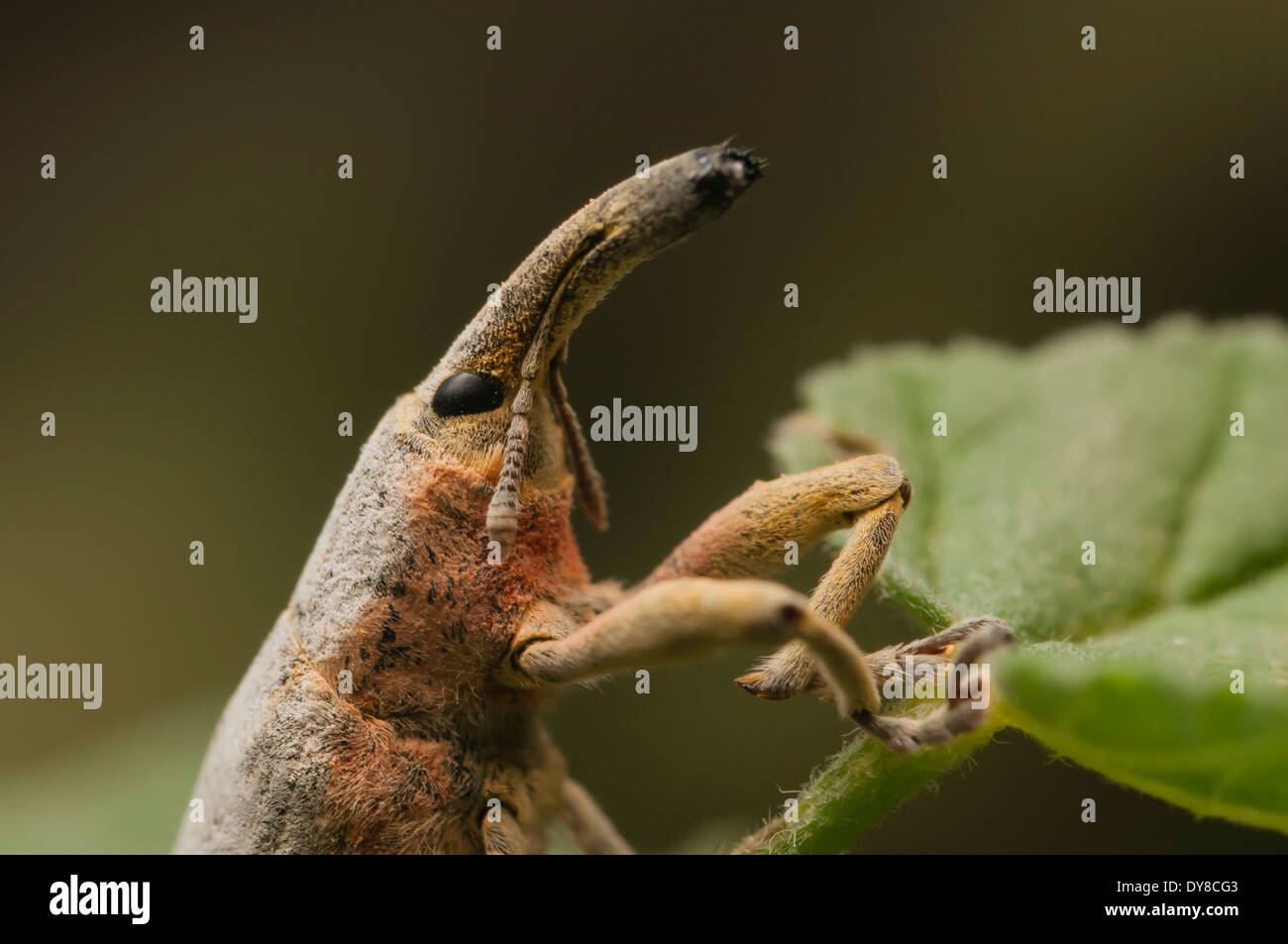 Lixus angustatus male on Malva sylvestris host plant Stock Photo - Alamy