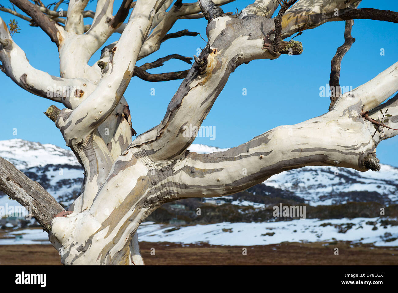Karri tree hi-res stock photography and images - Alamy