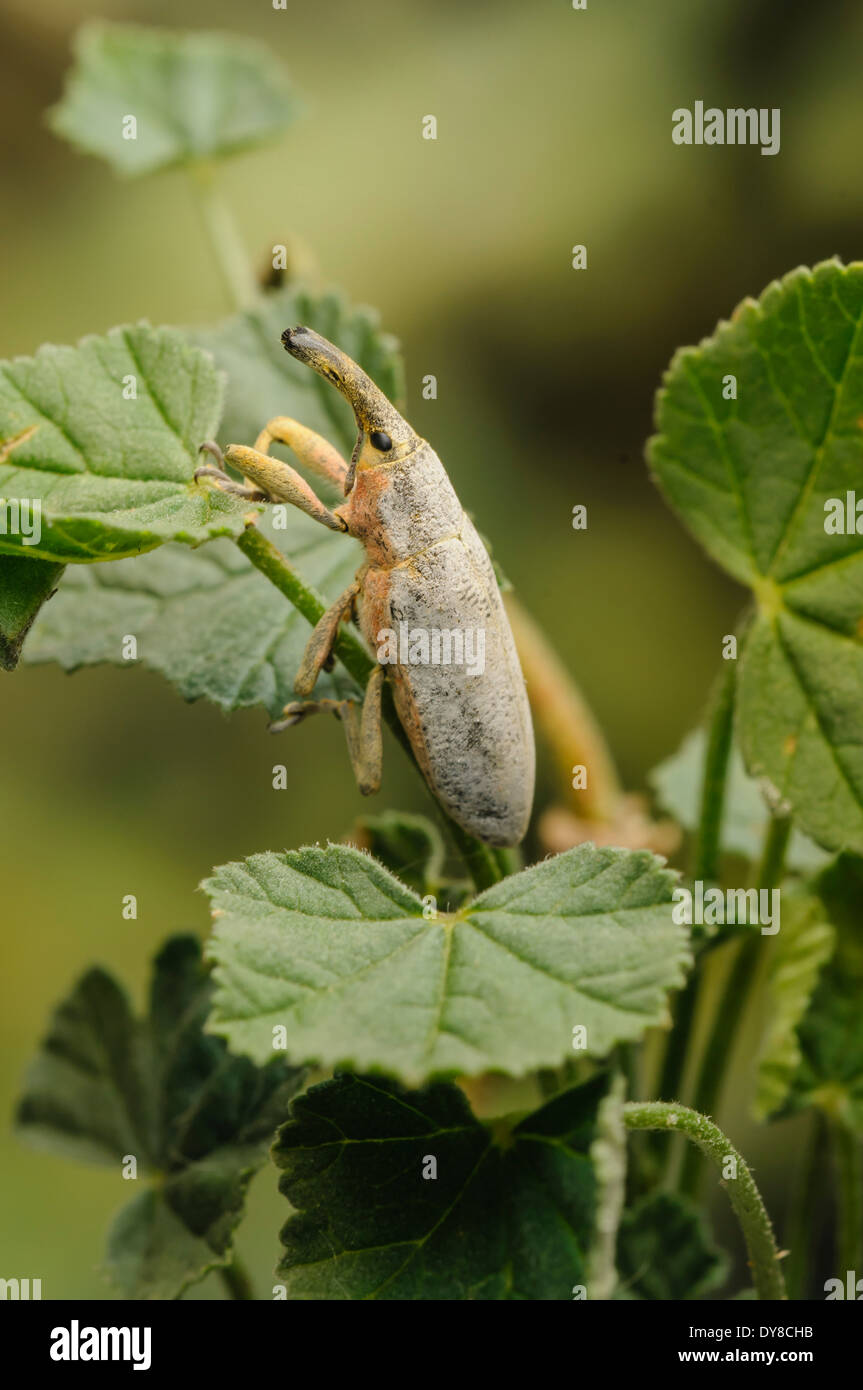 Lixus angustatus male on Malva sylvestris host plant Stock Photo - Alamy